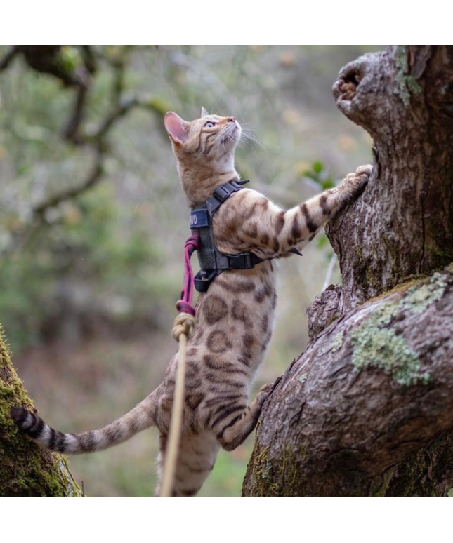 KILONINER – TANK TINKER